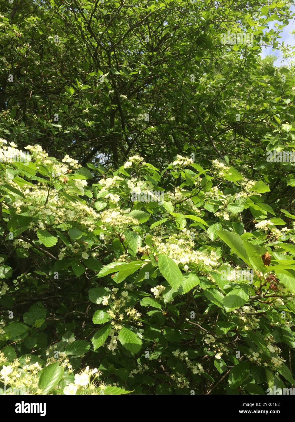 Large-thorn hawthorn (Crataegus macracantha Stock Photo - Alamy