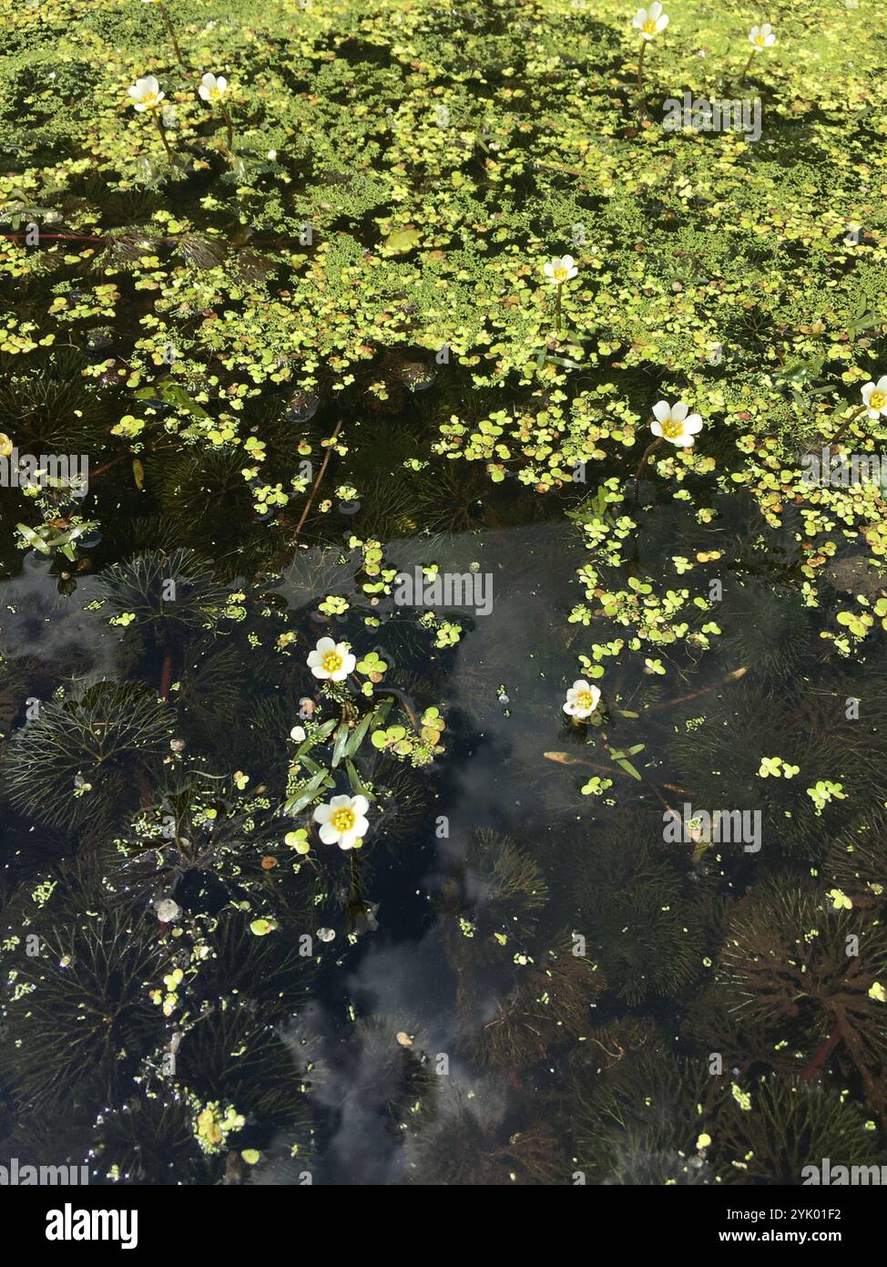 Carolina Fanwort (Cabomba caroliniana Stock Photo - Alamy