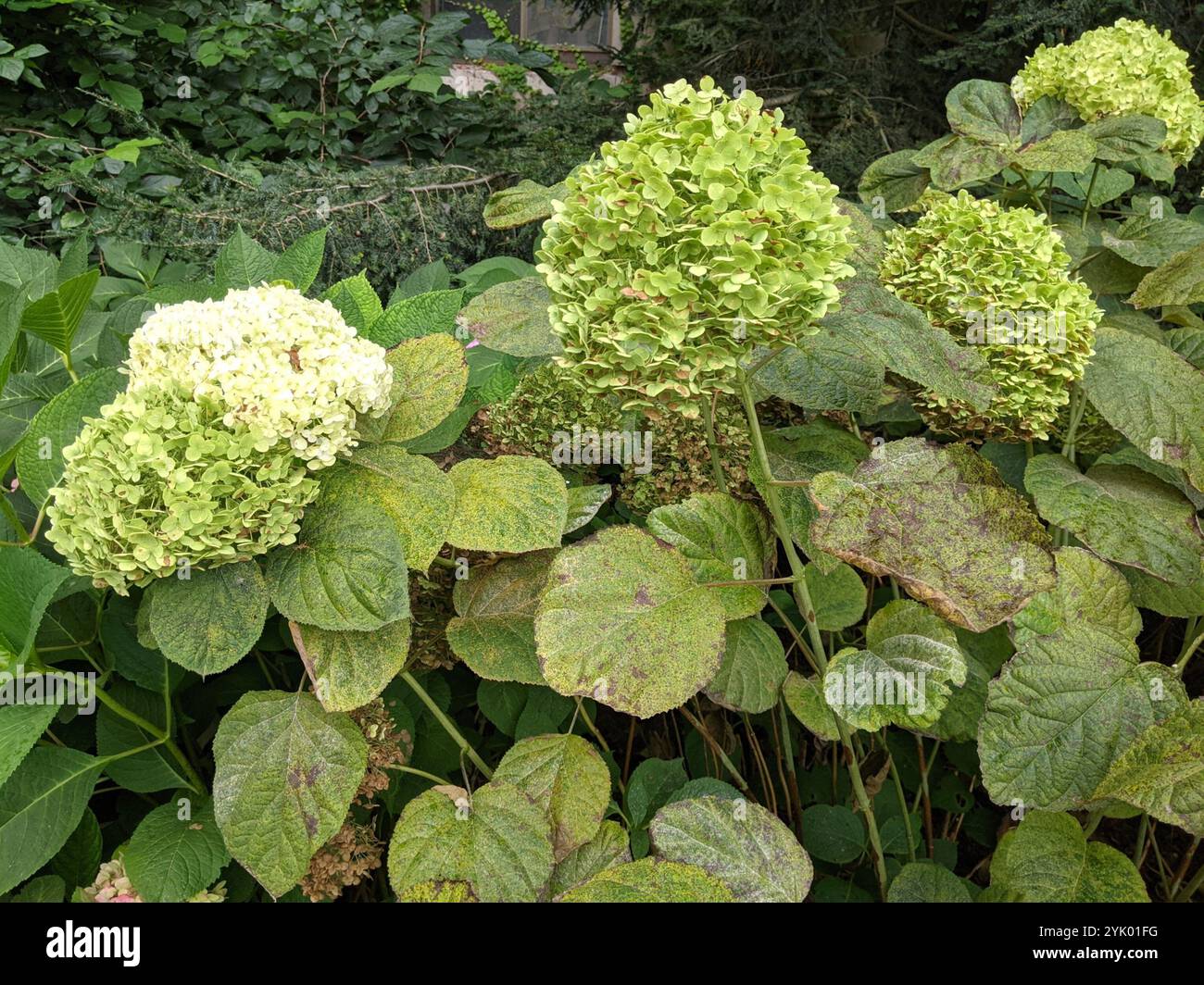 Hydrangea Rust (Pucciniastrum hydrangeae Stock Photo - Alamy
