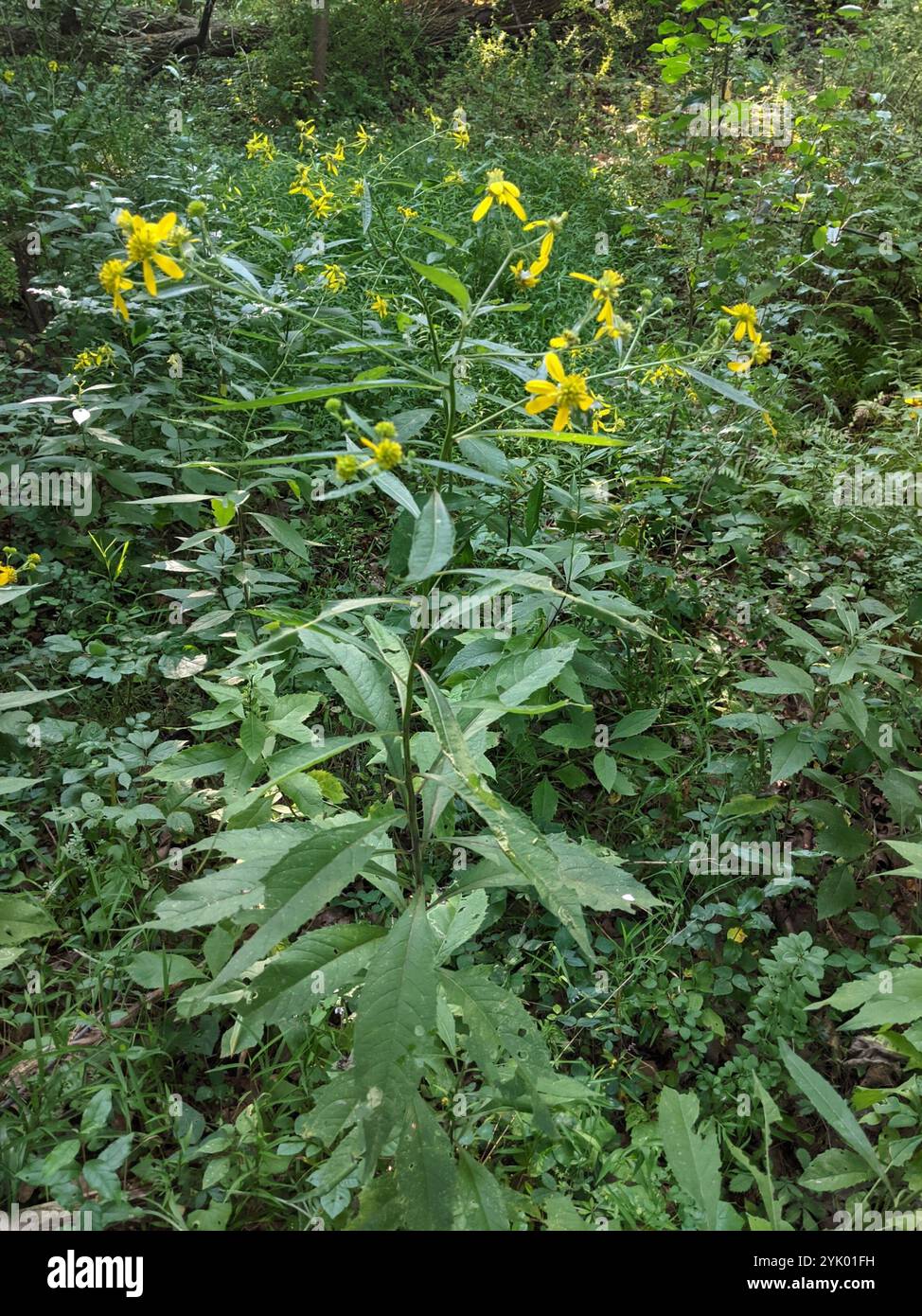 Wingstem (Verbesina alternifolia Stock Photo - Alamy