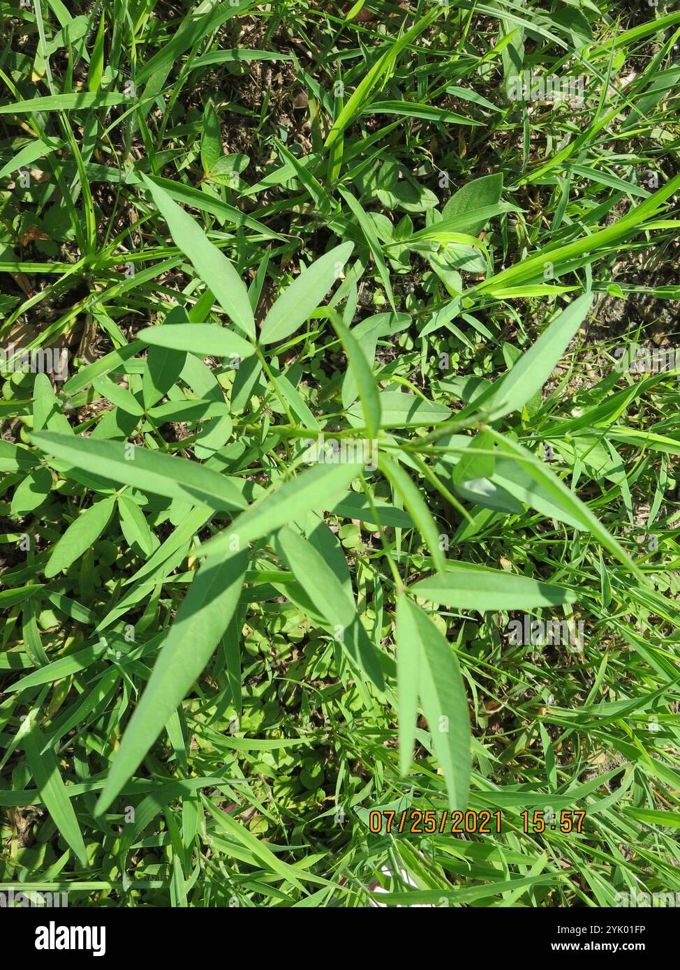 lanceleaf rattlebox (Crotalaria lanceolata Stock Photo - Alamy