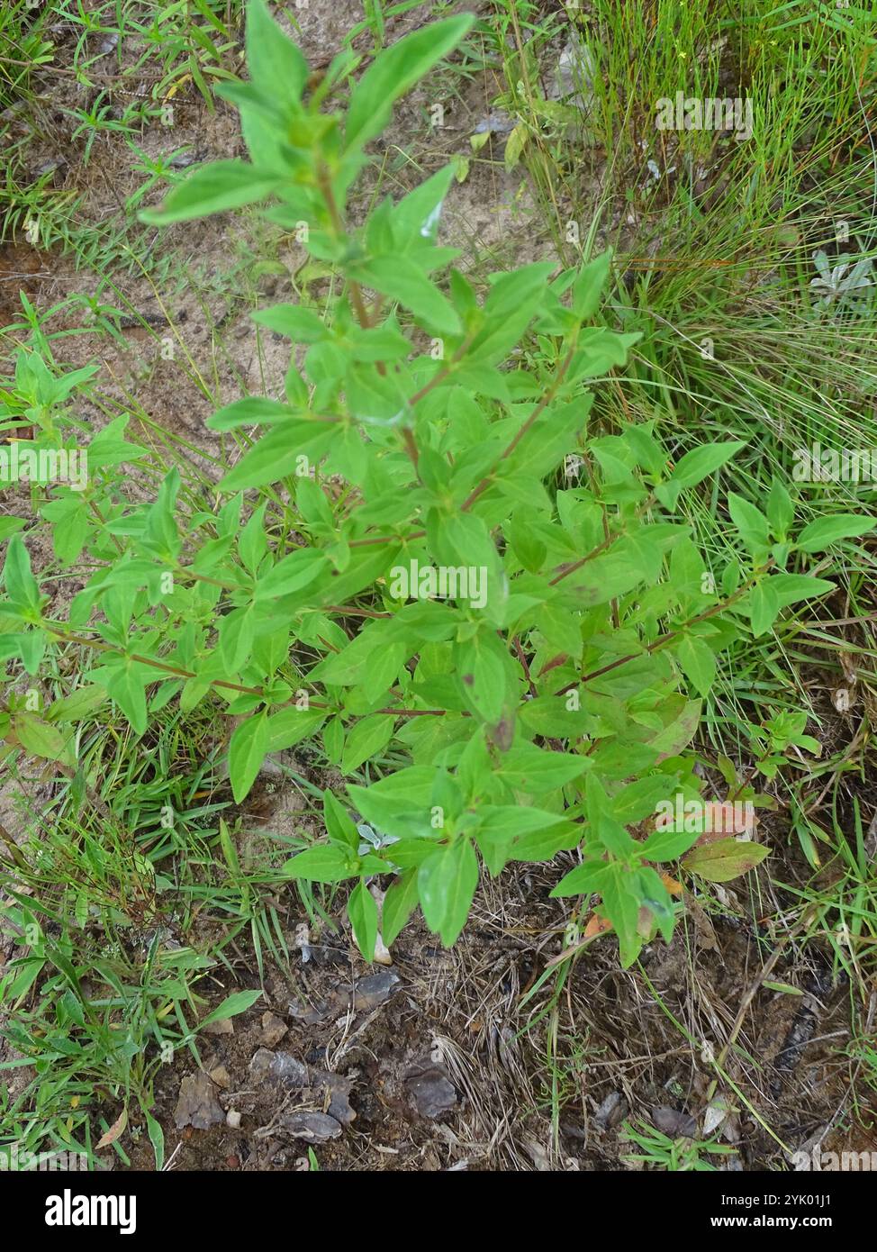 Blue Curls (Trichostema dichotomum Stock Photo - Alamy