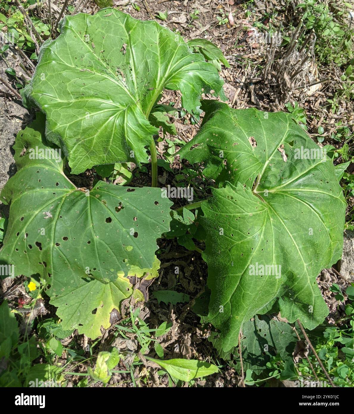Great Indian Plantain (Arnoglossum reniforme Stock Photo - Alamy
