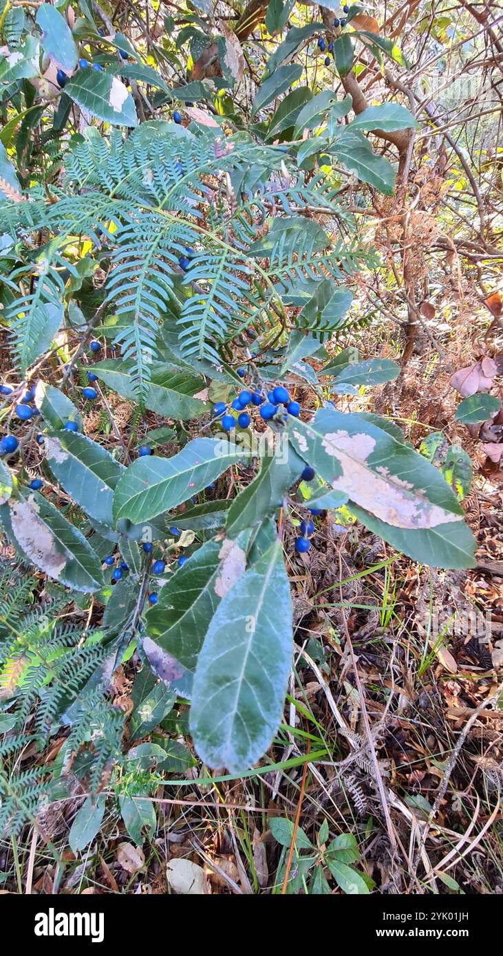 Blueberry ash hi-res stock photography and images - Alamy