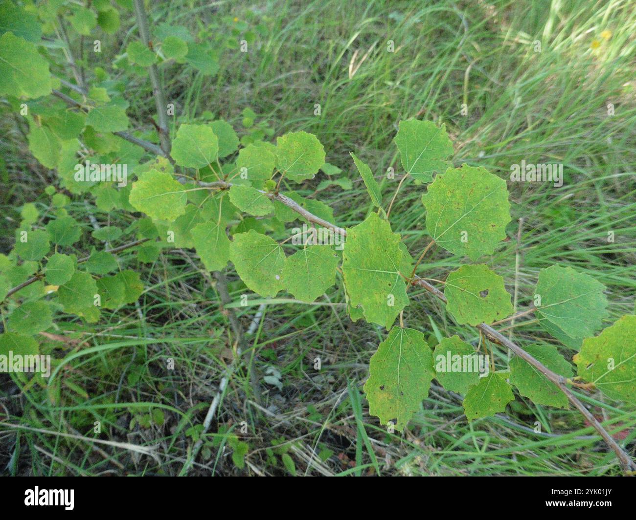 European aspen (Populus tremula Stock Photo - Alamy
