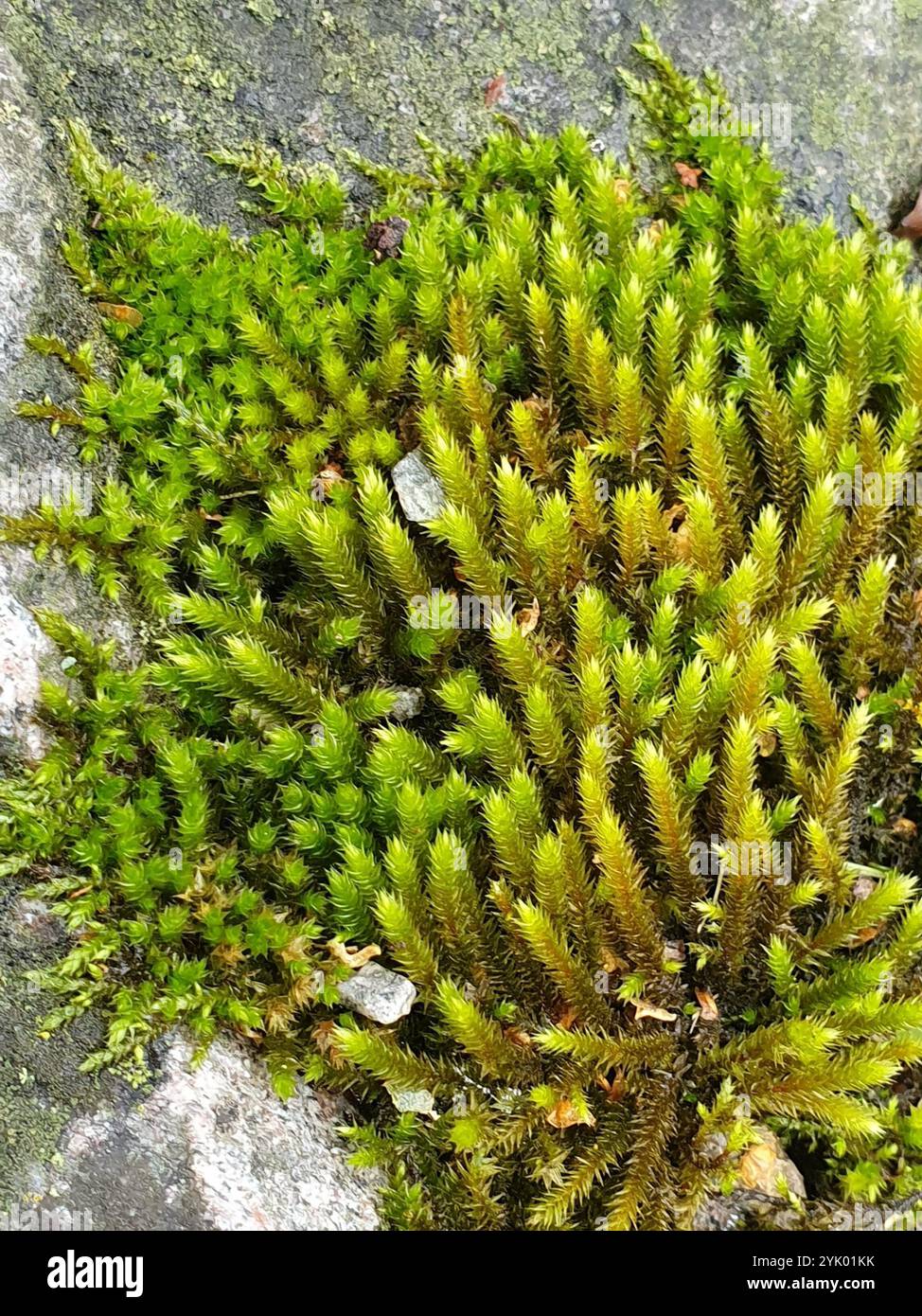 squirrel-tail moss (Leucodon sciuroides Stock Photo - Alamy