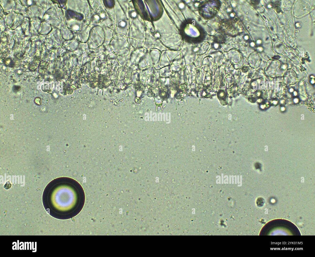 Eastern North American Destroying Angel (Amanita bisporigera Stock ...