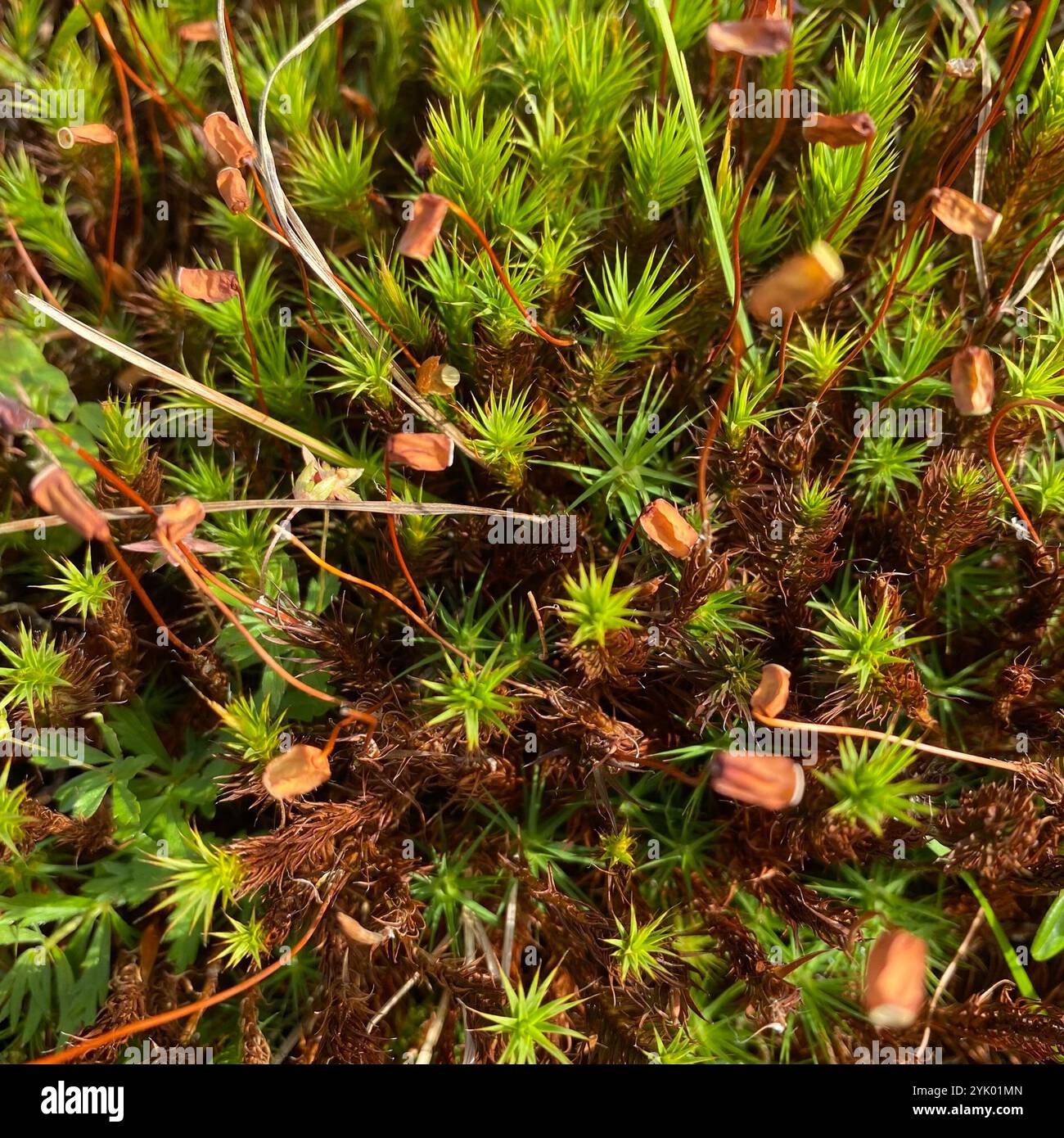 haircap mosses (Polytrichum Stock Photo - Alamy