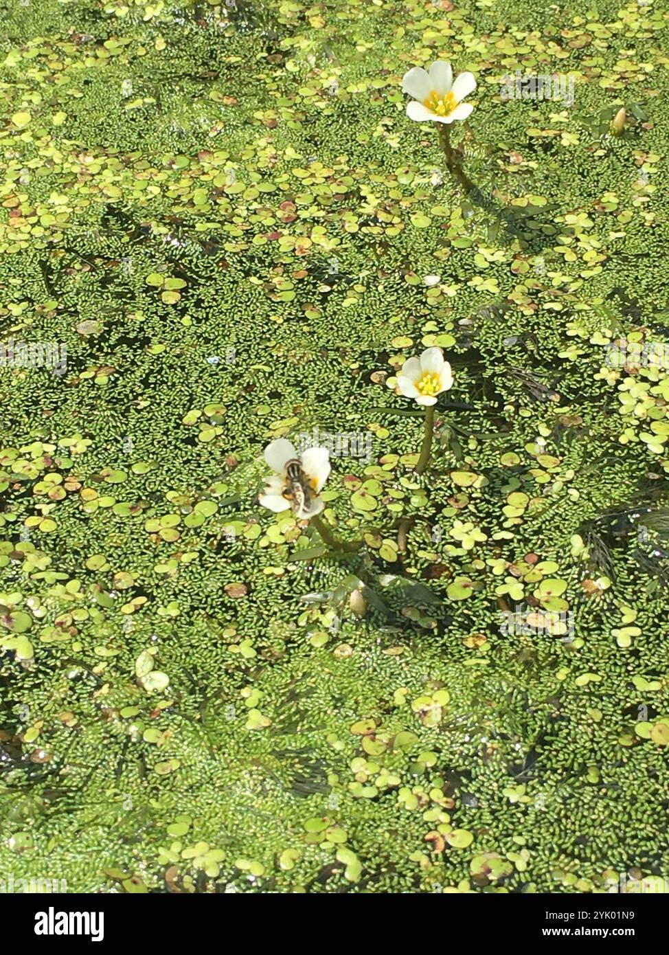 Fanwort caroliniana hi-res stock photography and images - Alamy
