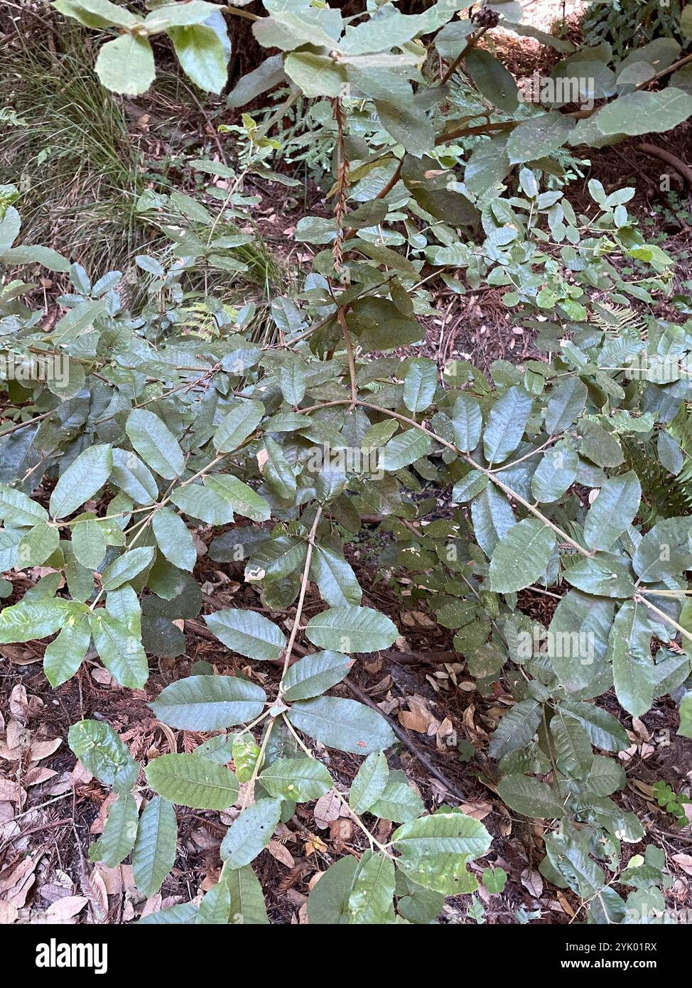 Tanoak (Notholithocarpus densiflorus Stock Photo - Alamy