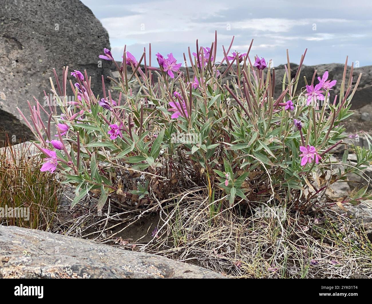 Dwarf Fireweed (Chamaenerion latifolium Stock Photo - Alamy