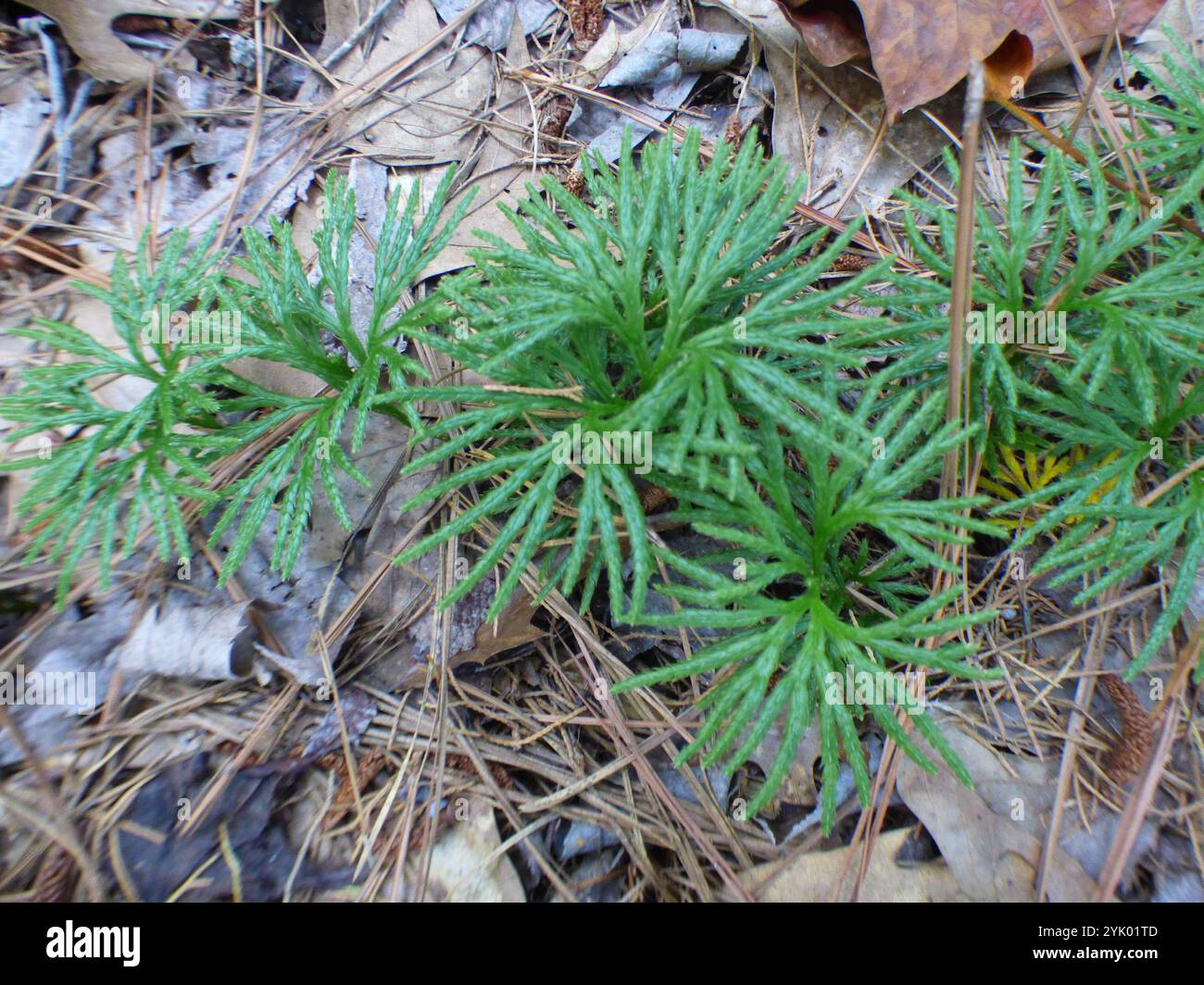 fan clubmoss (Diphasiastrum digitatum Stock Photo - Alamy