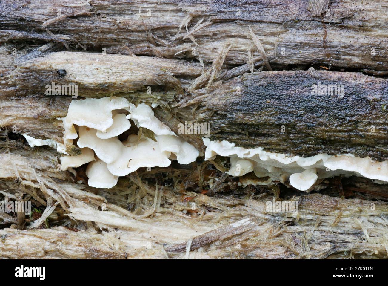 Hazel Bracket (Skeletocutis nivea Stock Photo - Alamy