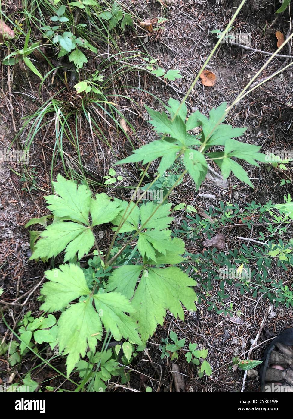 Tall thimbleweed hi-res stock photography and images - Alamy