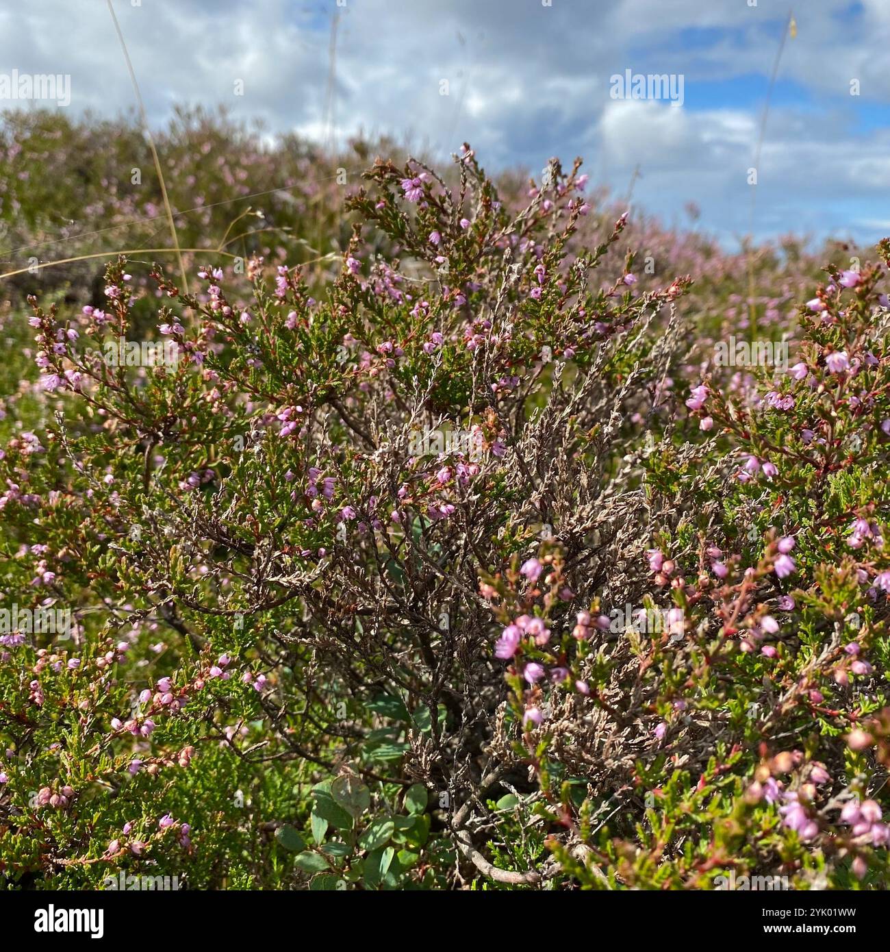 common heather (Calluna vulgaris Stock Photo - Alamy