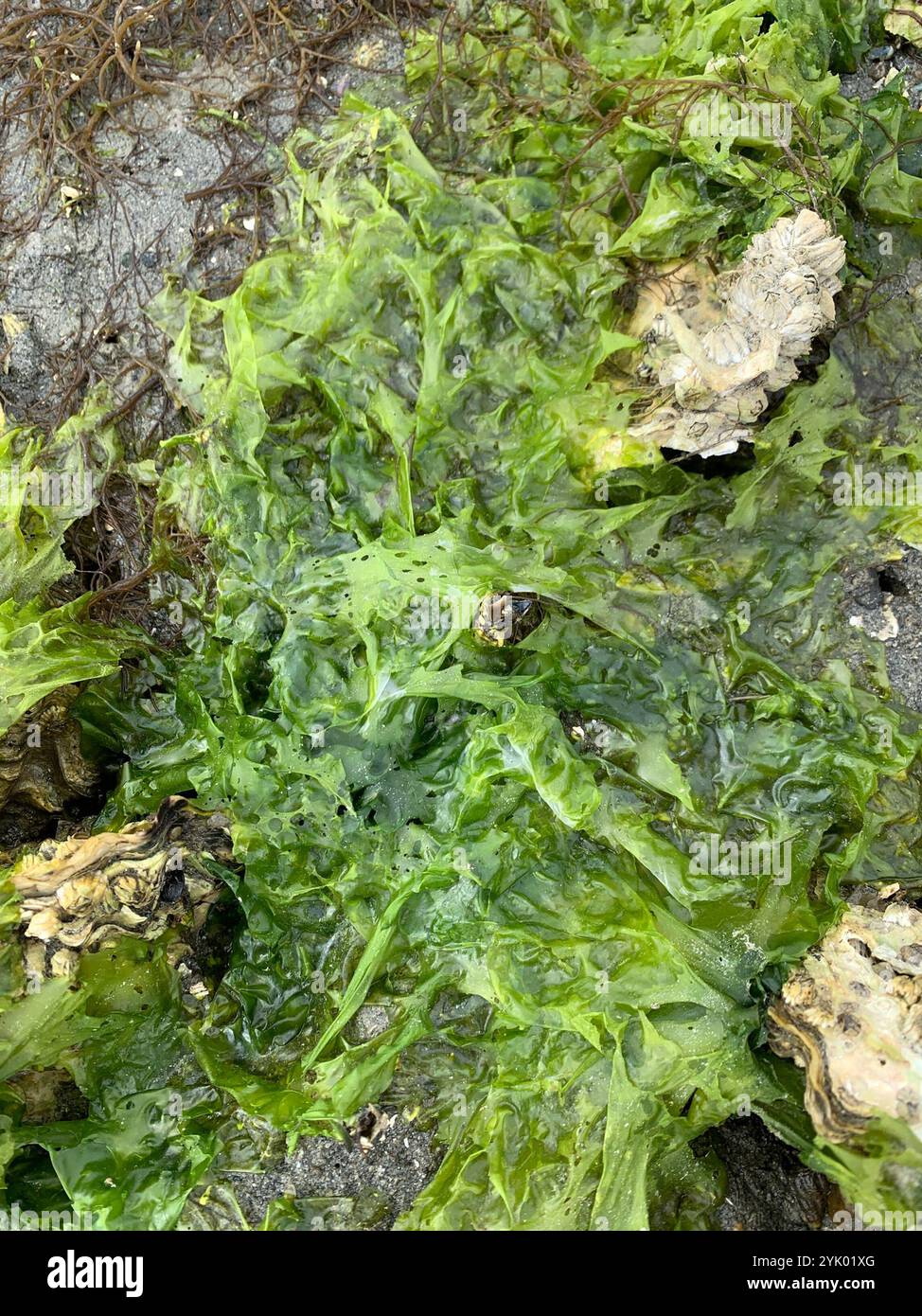 Broadleaf Sea Lettuce (Ulva lactuca Stock Photo - Alamy