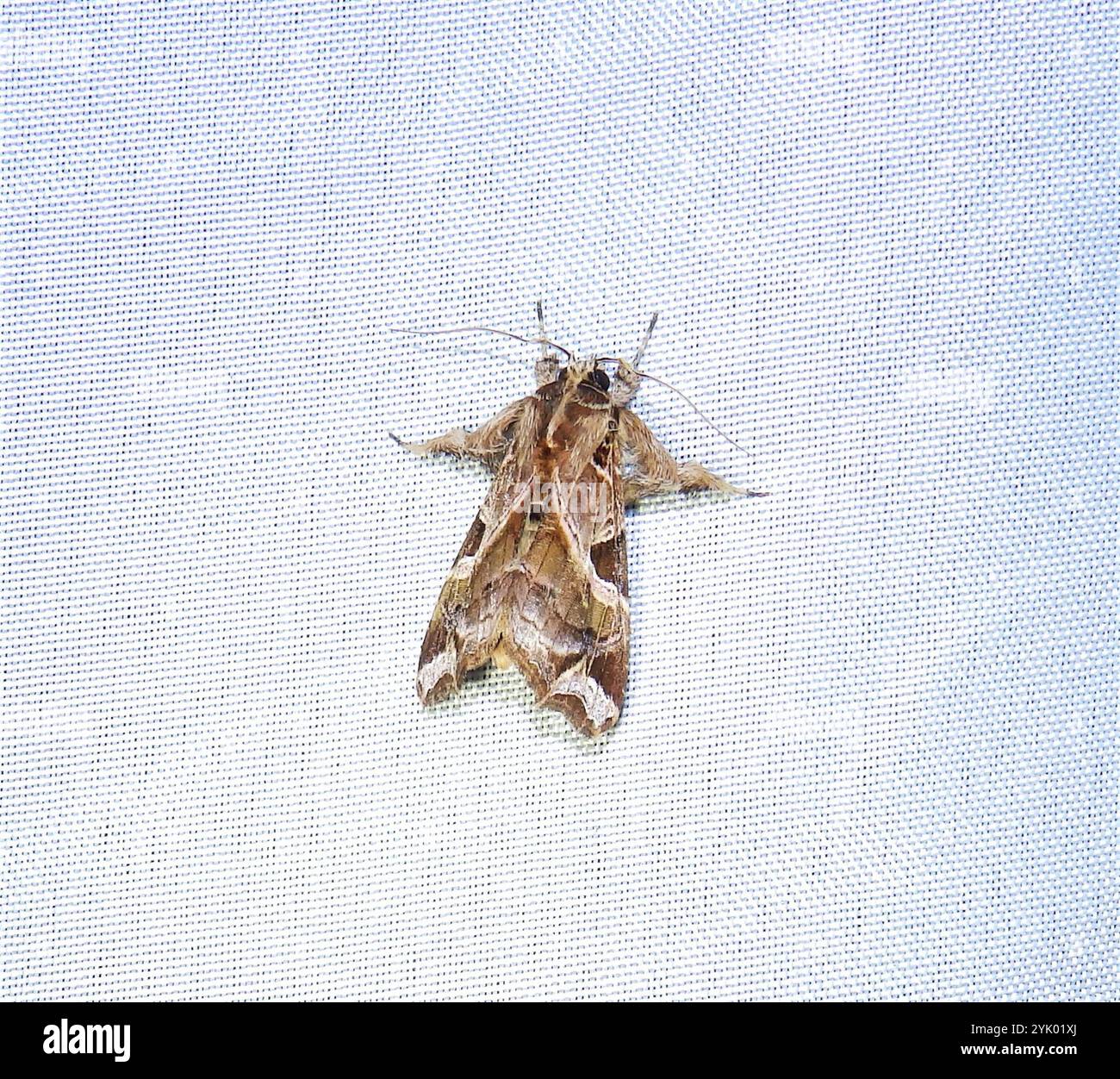 Florida Fern Moth (Callopistria floridensis Stock Photo - Alamy