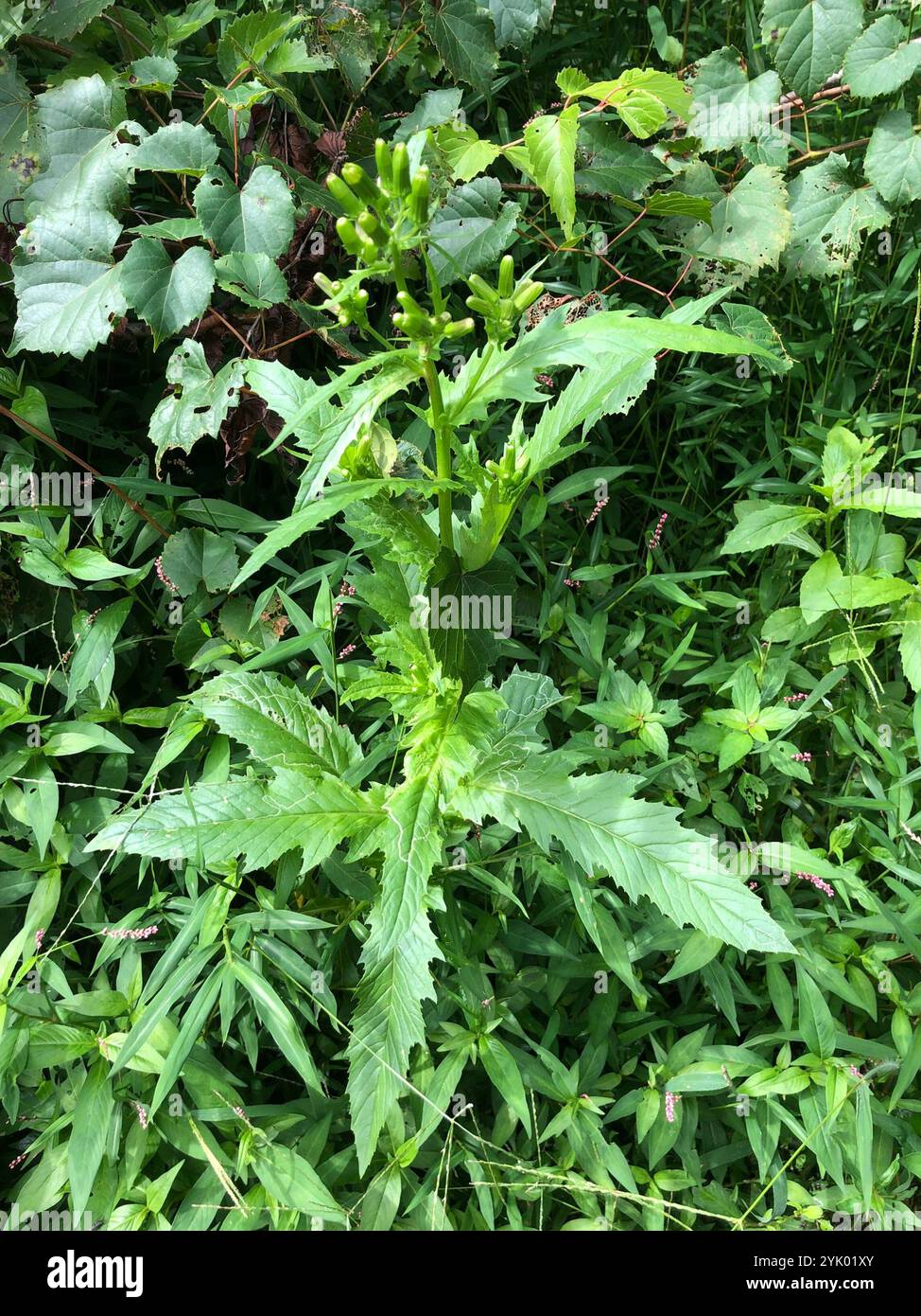 American burnweed hi-res stock photography and images - Alamy