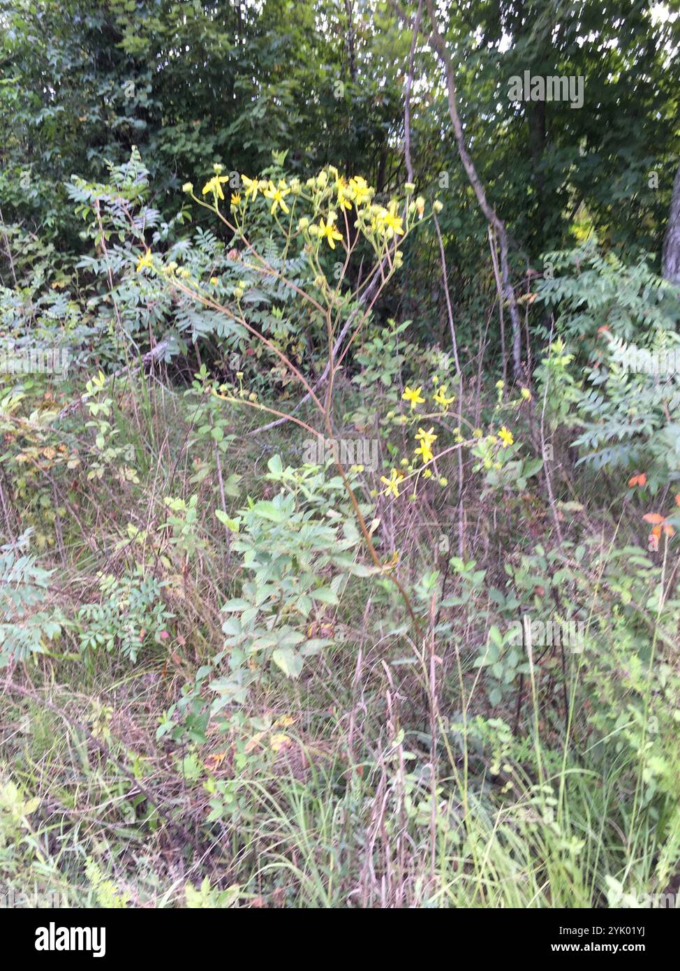 Kidney-leaf Rosinweed (Silphium compositum Stock Photo - Alamy
