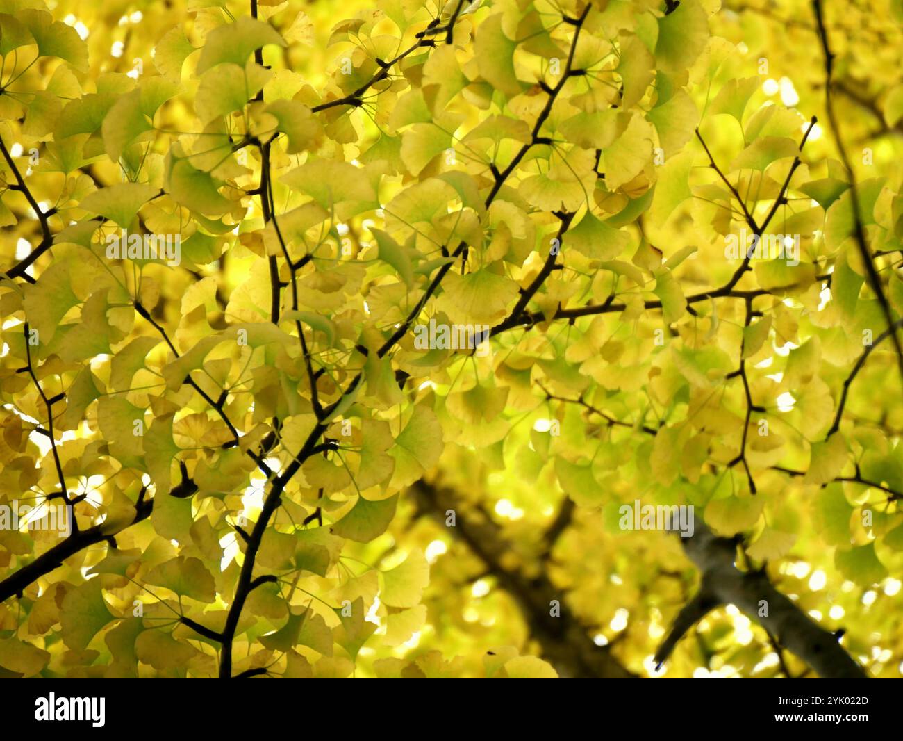 admiring fall foliage of yellow leaves of gingko biloba tree in autumn ...