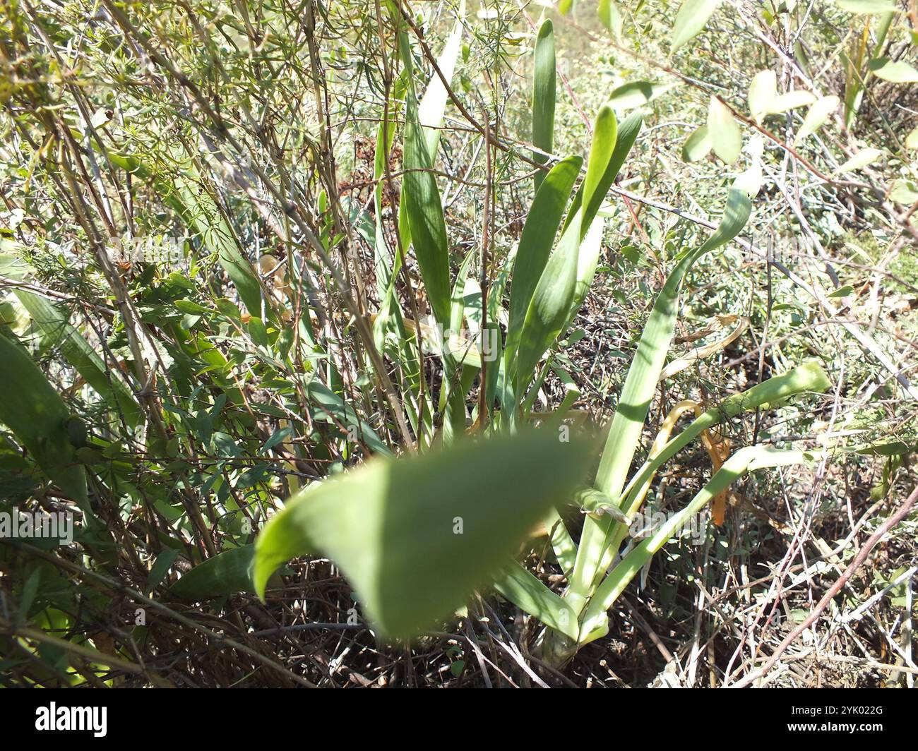 Allium nutans hi-res stock photography and images - Alamy