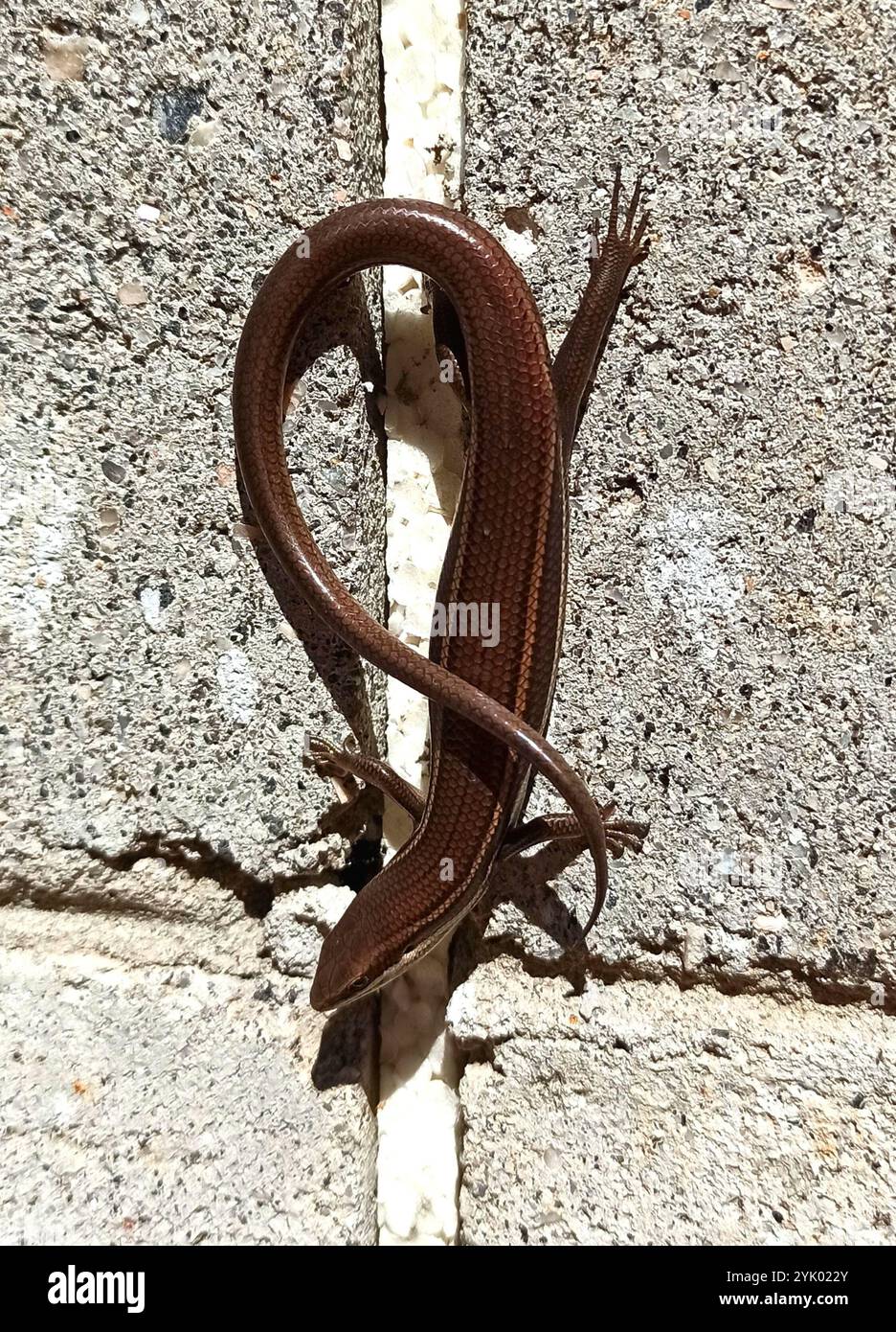 South American Spotted Skink (Copeoglossum nigropunctatum Stock Photo ...