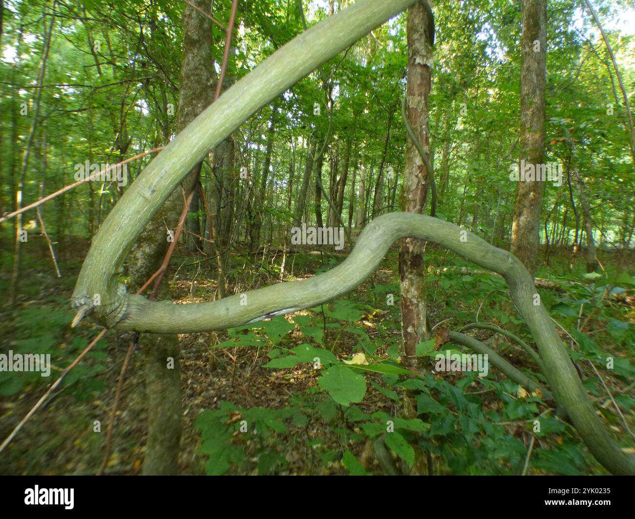 Supplejack (Berchemia scandens Stock Photo - Alamy