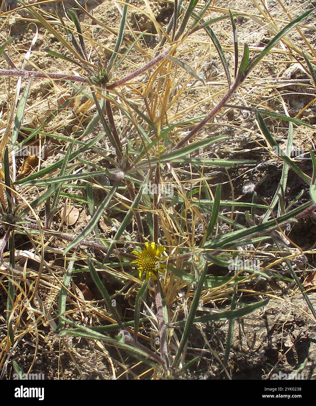Button Vomitdaisy (Geigeria burkei Stock Photo - Alamy