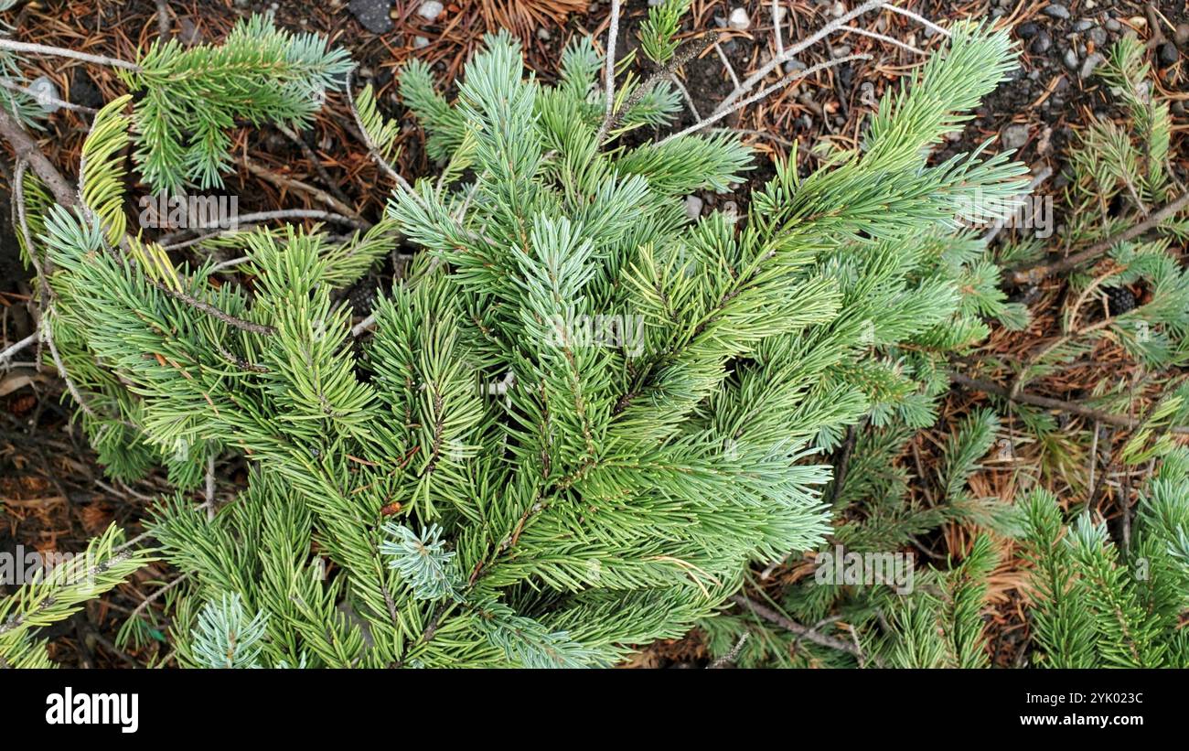 Engelmann spruce (Picea engelmannii Stock Photo - Alamy