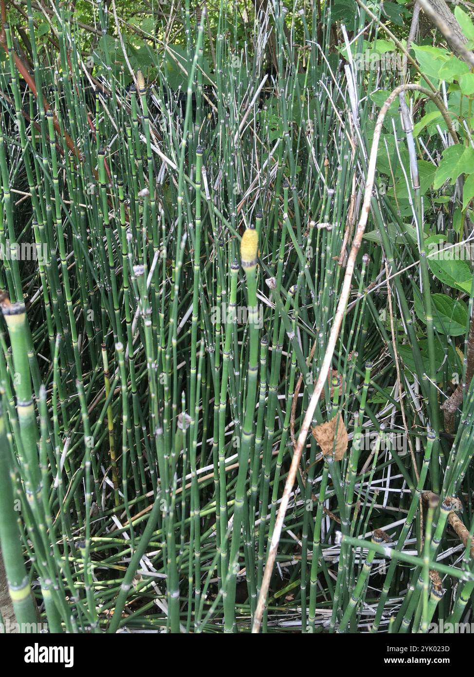 rough horsetail (Equisetum hyemale Stock Photo - Alamy
