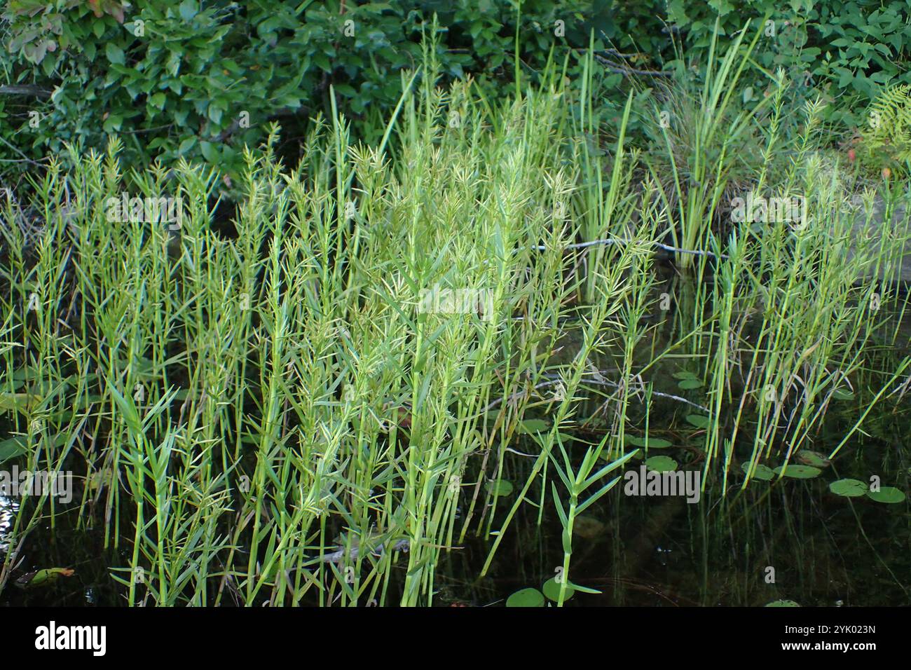 Three-way Sedge (Dulichium arundinaceum Stock Photo - Alamy