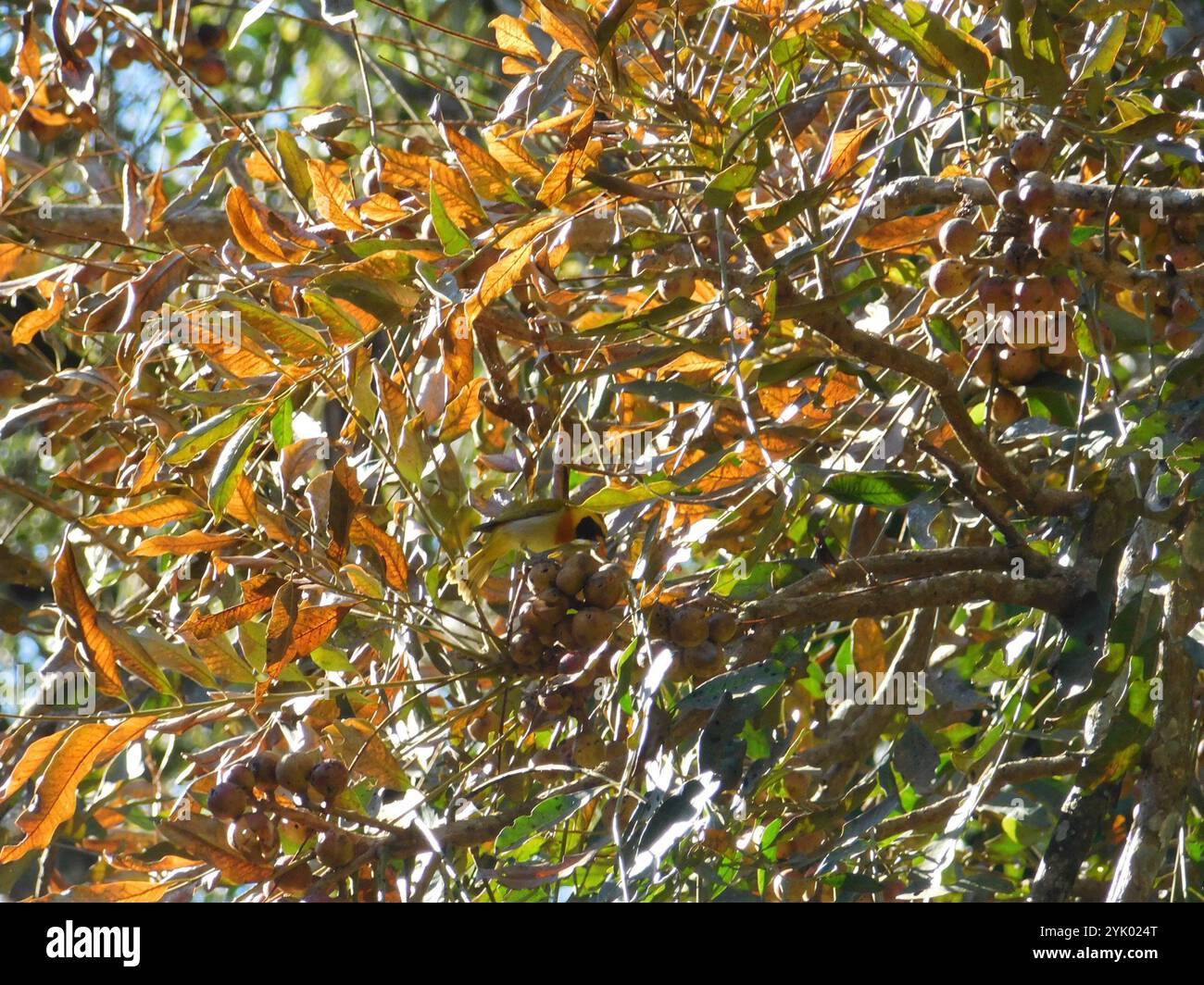 Guira Tanager (Hemithraupis guira Stock Photo - Alamy