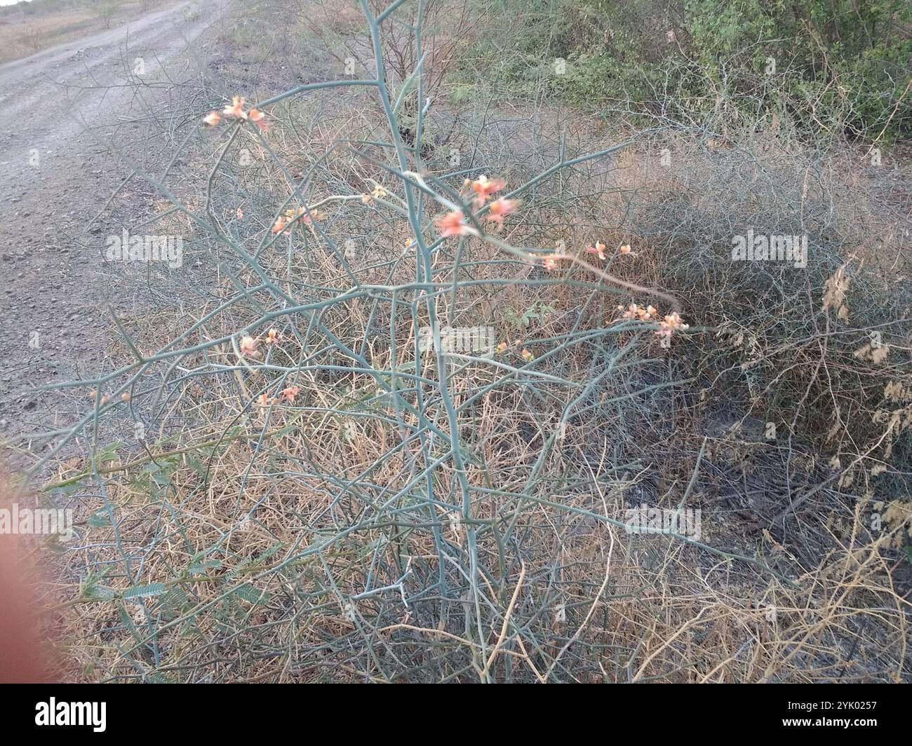 karira (Capparis decidua Stock Photo - Alamy