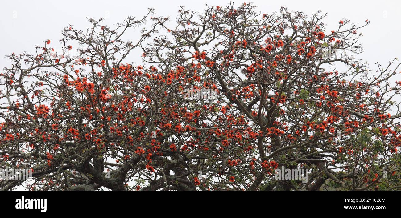 South African Coral Tree (Erythrina caffra Stock Photo - Alamy