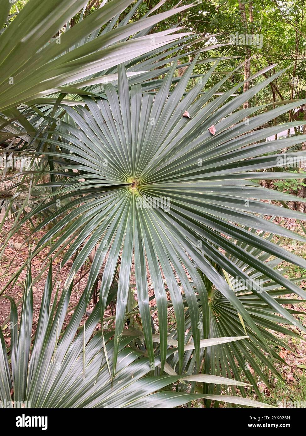 Silver Thatch Palm (Coccothrinax alta Stock Photo - Alamy