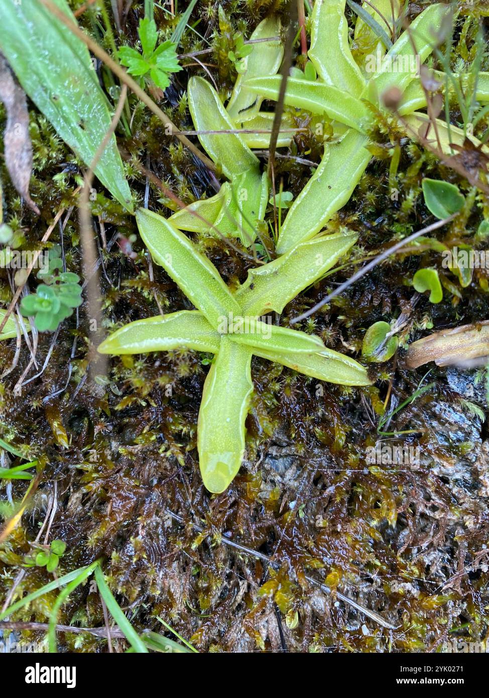 Common Butterwort (Pinguicula vulgaris Stock Photo - Alamy