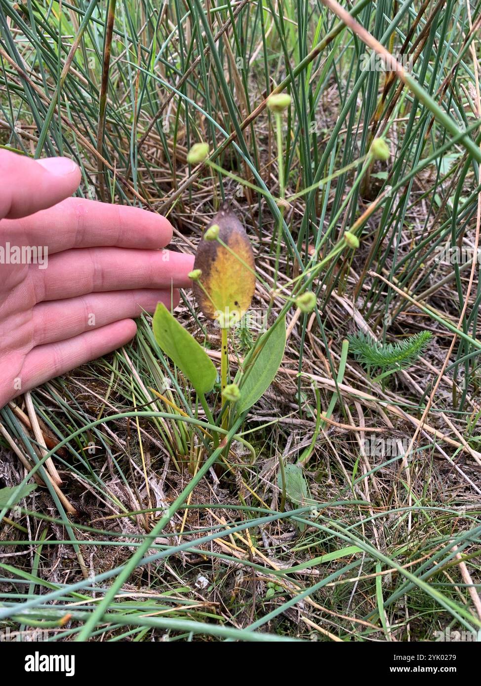 northern water-plantain (Alisma triviale Stock Photo - Alamy