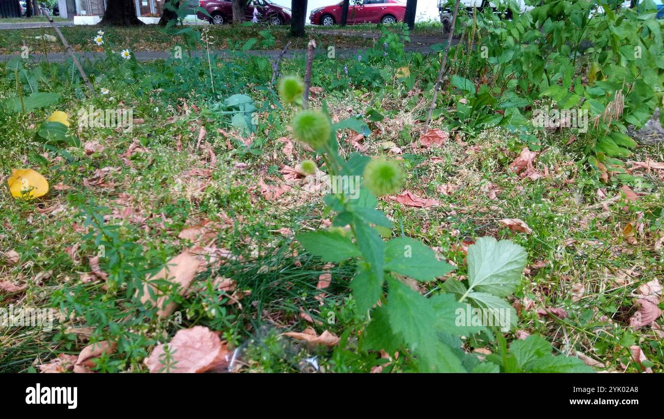 Yellow Avens (Geum aleppicum Stock Photo - Alamy