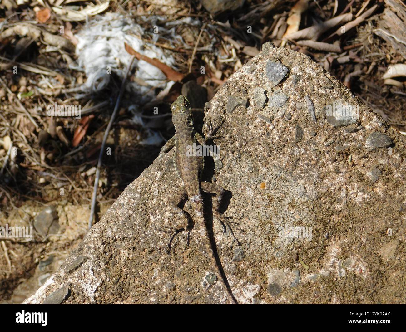 Western Collared Spiny Lizard (Tropidurus catalanensis Stock Photo - Alamy