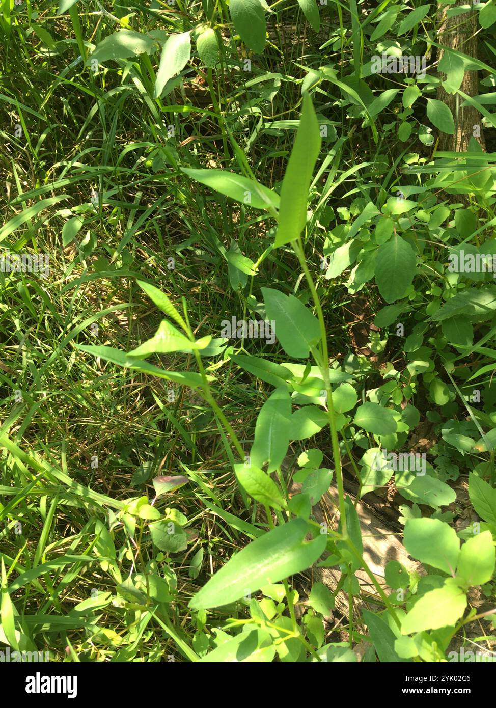 arrow-leaved tearthumb (Persicaria sagittata Stock Photo - Alamy