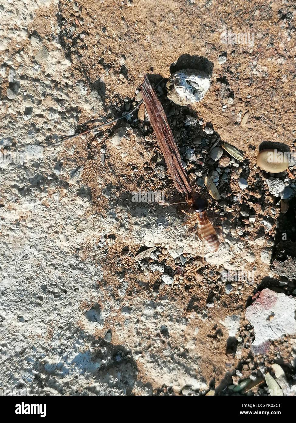 Northern Harvester Termite (Hodotermes mossambicus Stock Photo - Alamy