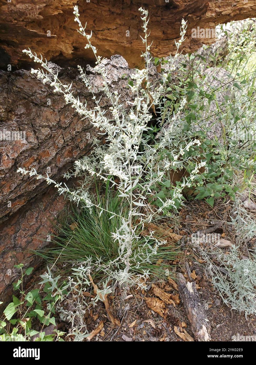 Silver Wormwood (Artemisia ludoviciana Stock Photo - Alamy