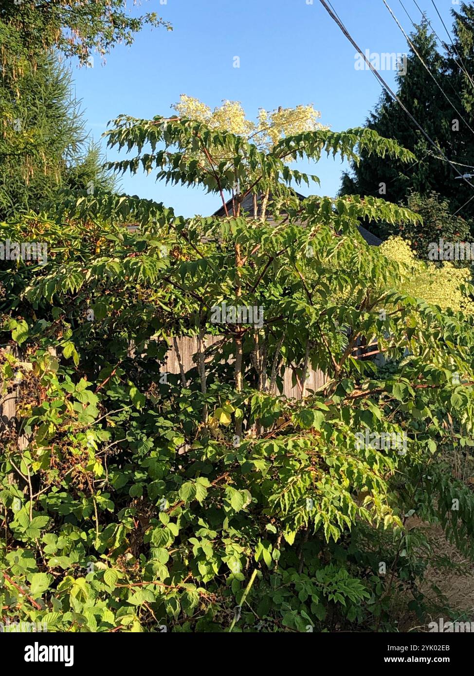Japanese angelica tree (Aralia elata Stock Photo - Alamy