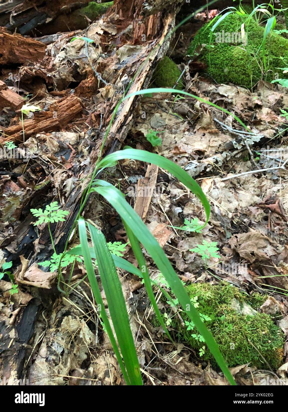 black-fruit mountain-ricegrass (Patis racemosa Stock Photo - Alamy
