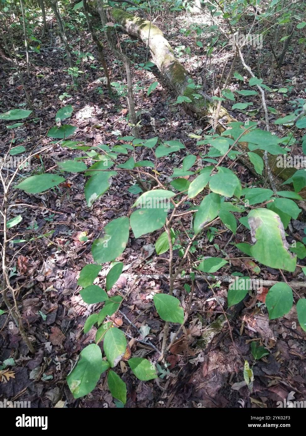 eastern leatherwood (Dirca palustris Stock Photo - Alamy