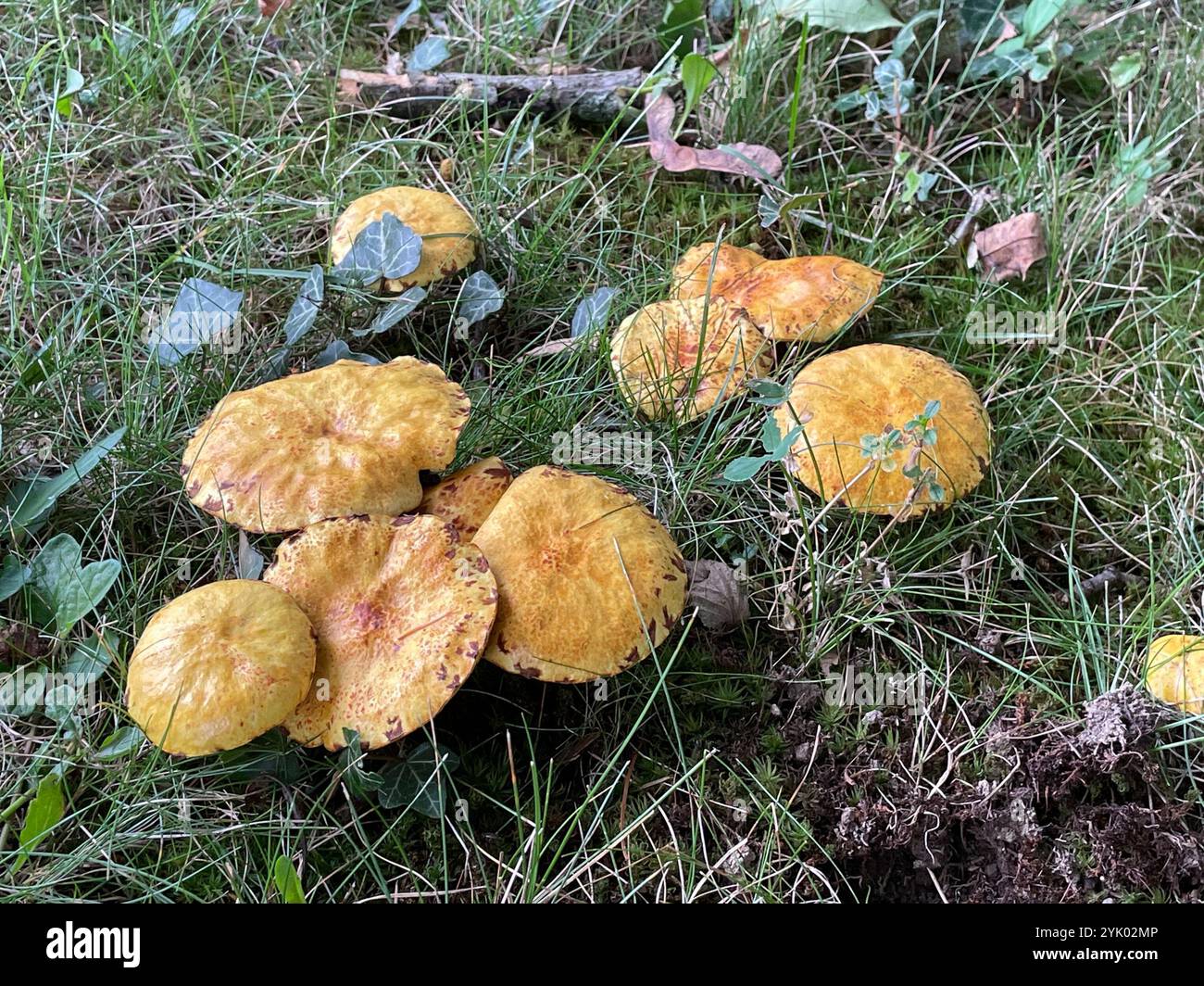Chicken Fat Mushroom (Suillus americanus Stock Photo - Alamy