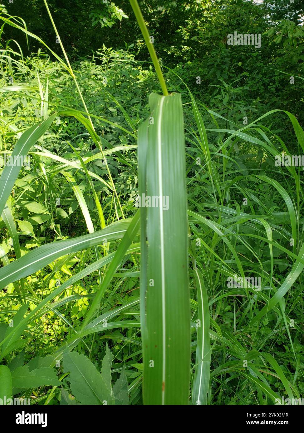 Johnson grass (Sorghum halepense Stock Photo - Alamy