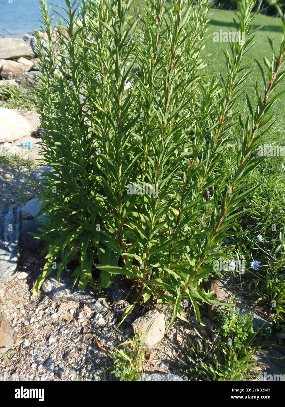 Seaside goldenrod hi-res stock photography and images - Alamy