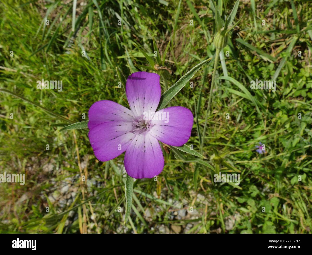 corn cockle (Agrostemma githago Stock Photo - Alamy
