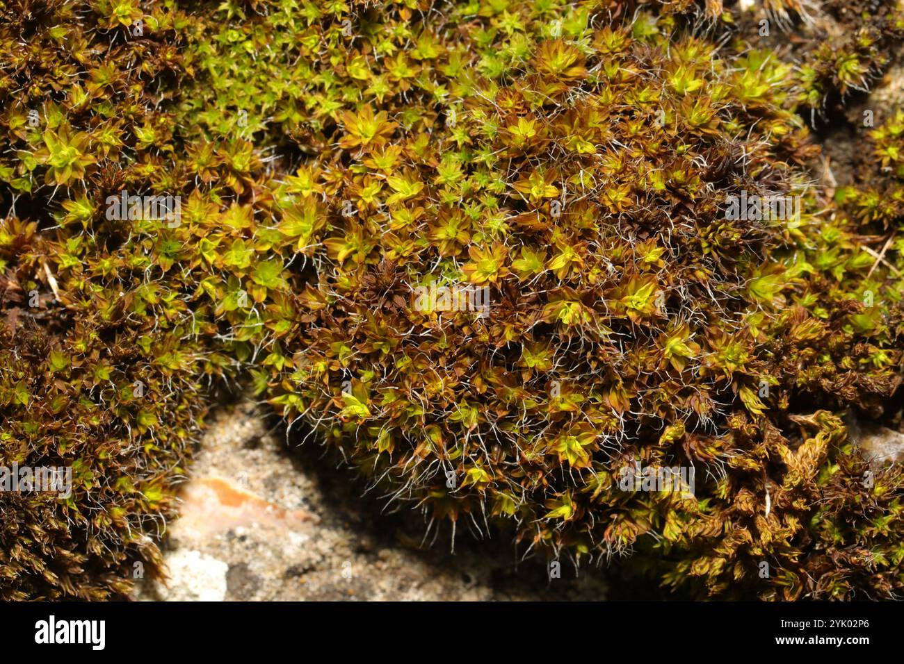 Star Moss (Syntrichia ruralis Stock Photo - Alamy